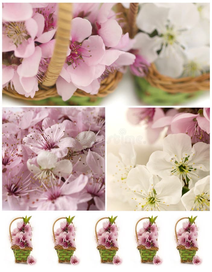 Spring collage stock image. Image of growth, asia, beautiful - 23424267