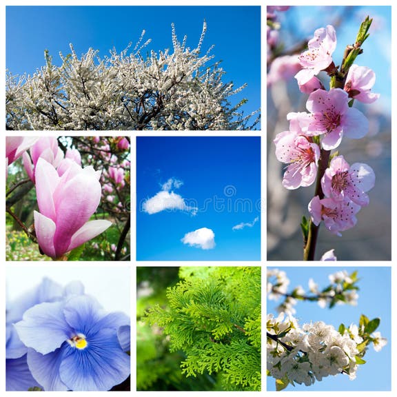 Spring collage stock image. Image of apricot, freshness - 24244715