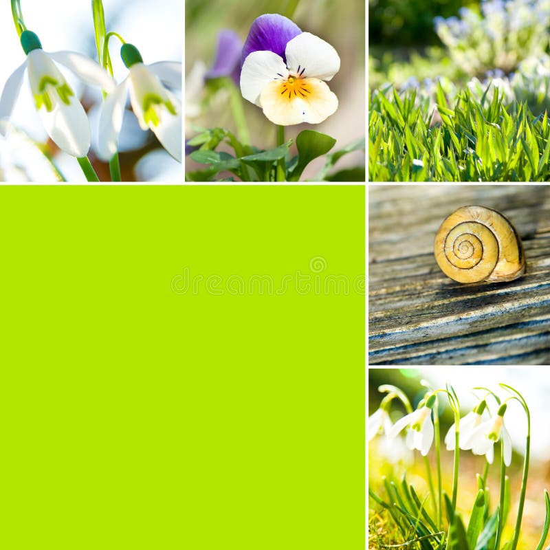Spring collage stock image. Image of primrose, nature - 28794027