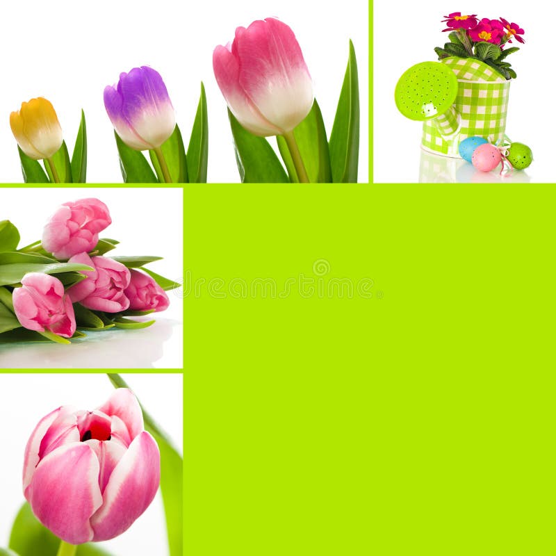 Spring collage stock image. Image of primrose, nature - 28794027