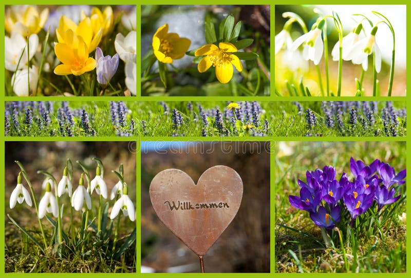 Spring collage stock image. Image of primrose, nature - 28794027