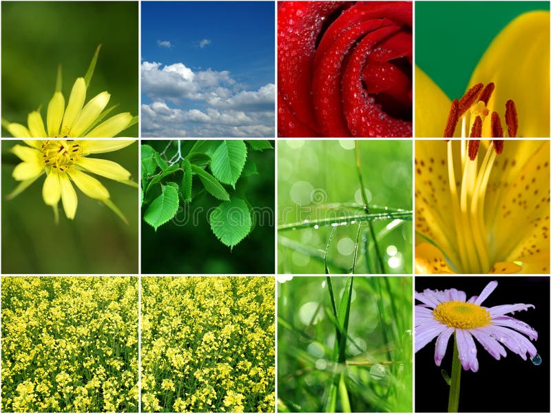 Spring collage stock photo. Image of colorful, nature - 19436782