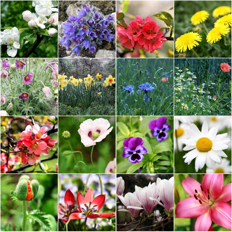 Spring collage stock photo. Image of colorful, nature - 19436782