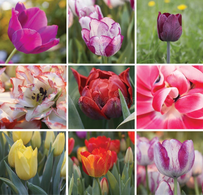 Spring Collage of Colourful Tulips Stock Image - Image of design, macro ...