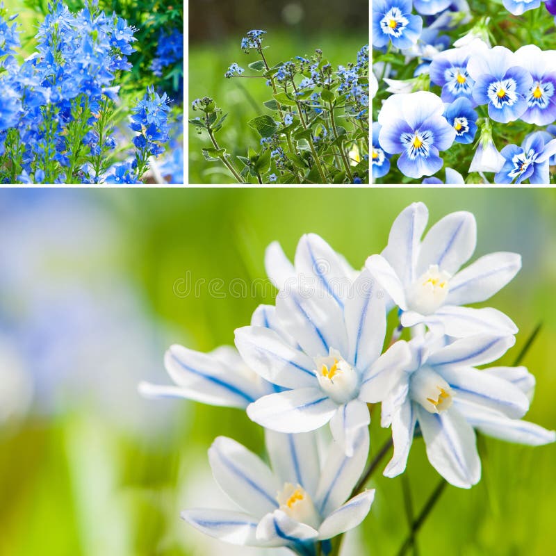 Spring collage stock image. Image of primrose, nature - 28794027