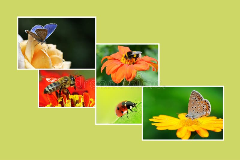 Spring collage stock photo. Image of colorful, nature - 19436782