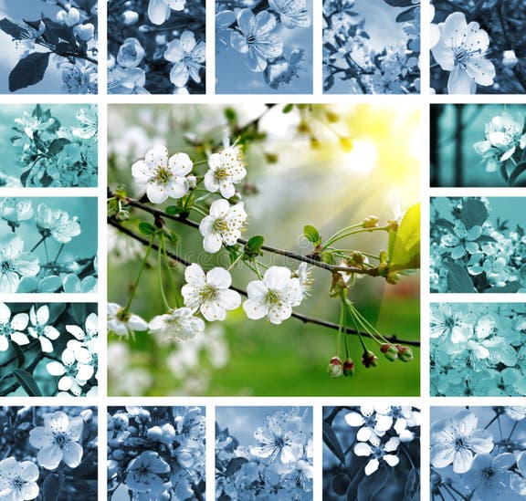Spring Collage with Flowering Trees Stock Photo - Image of branch ...