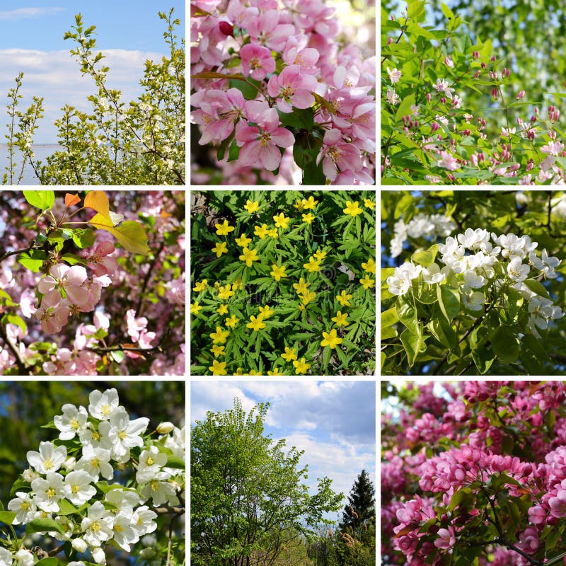 Spring collage stock photo. Image of macro, nature, garden - 18991048