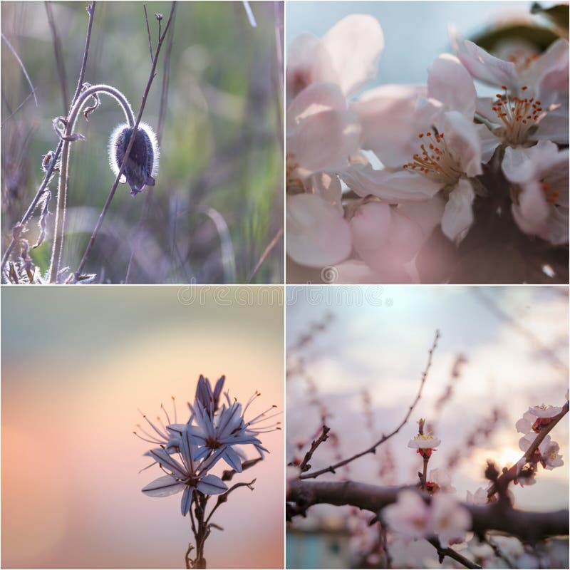 Spring collage stock photo. Image of intensity, leaf - 239648262