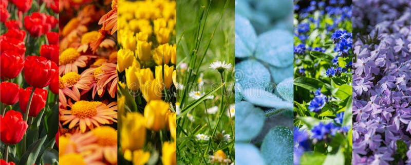 Spring Collage-rainbow of Flowers. Beautiful Multi-colored Design Stock ...