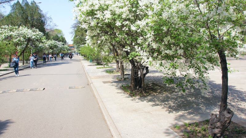 Spring college editorial stock photo. Image of spring - 69869183