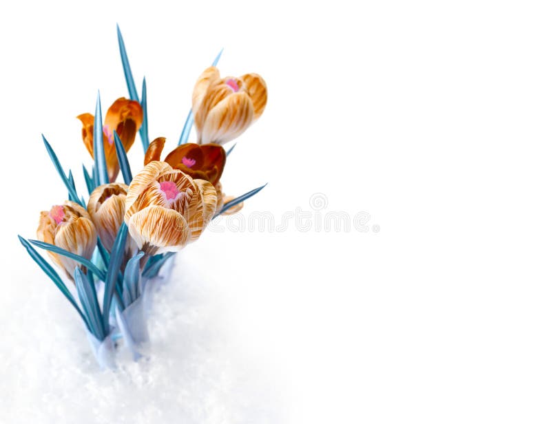 Spring Color Crocus Flower Bouquet Stock Image - Image of closeup ...