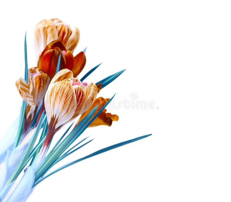 Spring Color Crocus Flower Bouquet Isolation Stock Image - Image of ...