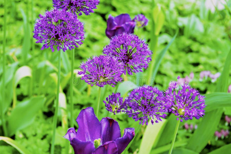 Spring color Tulip flowers stock photo. Image of flowers - 92126824