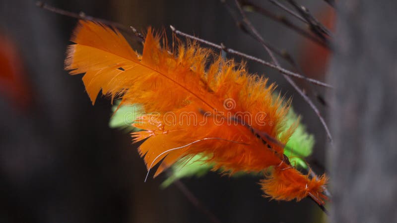 Spring colored feathers. stock photo. Image of rainy - 52166350