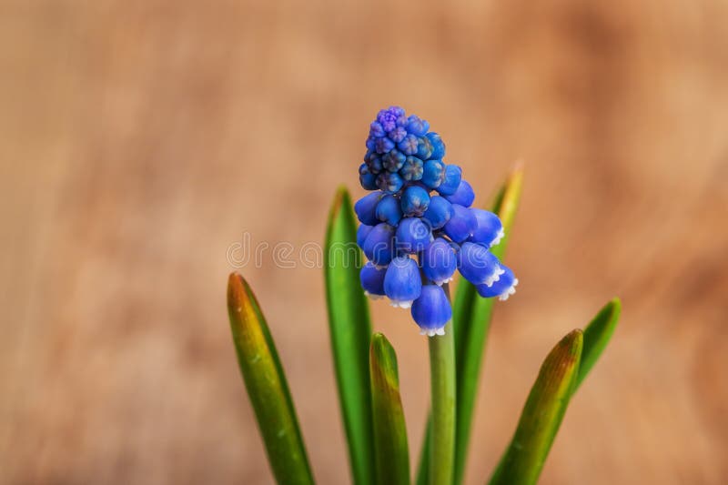 Spring Colored Flowers in Blue and Yellow Stock Photo - Image of ...