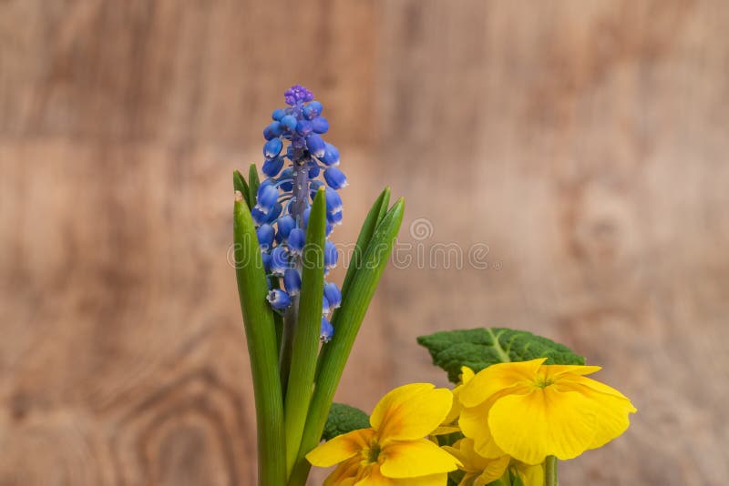 Spring Colored Flowers in Blue and Yellow Stock Photo - Image of ...