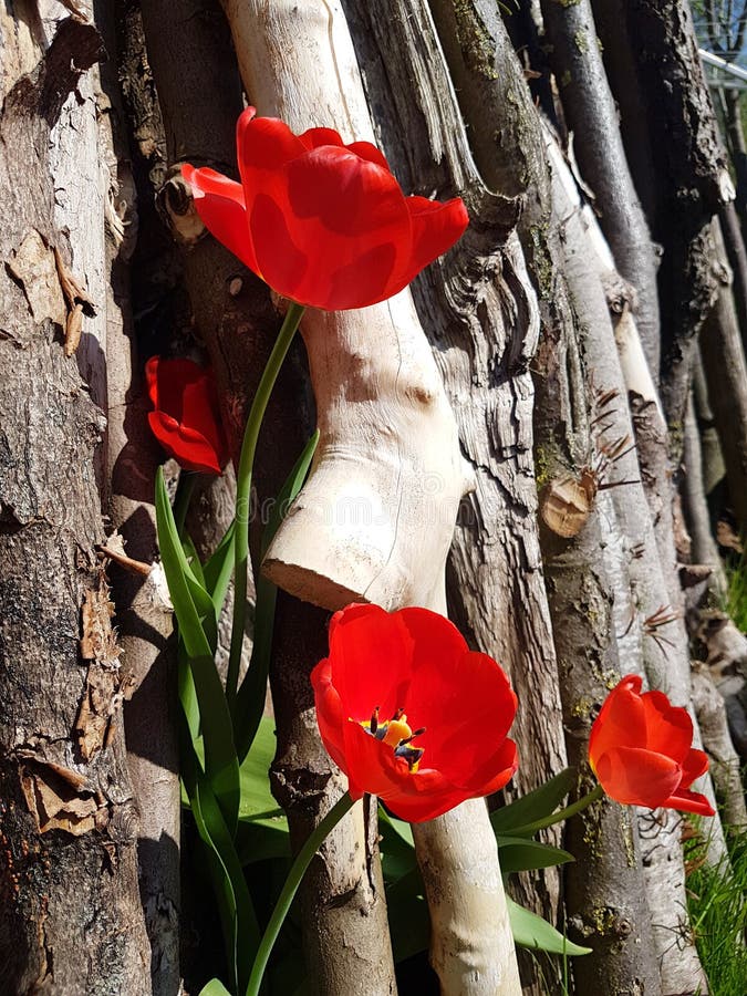 Spring Colored Red Tulips between Wood Tree Trunks Stock Photo - Image ...