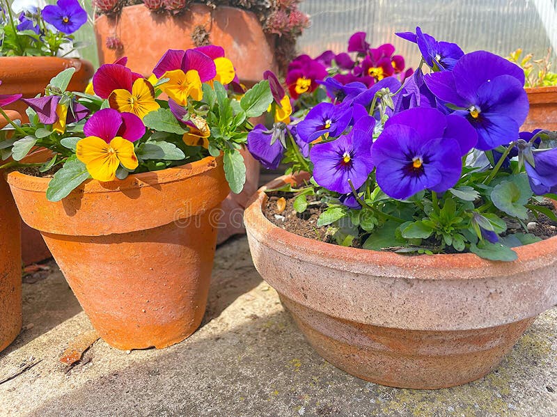 Spring Colored Violets Pots Stock Photos - Free & Royalty-Free Stock ...