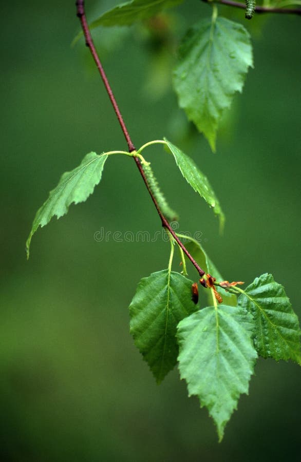 Spring colors stock photo. Image of limb, spring, birch - 1582190