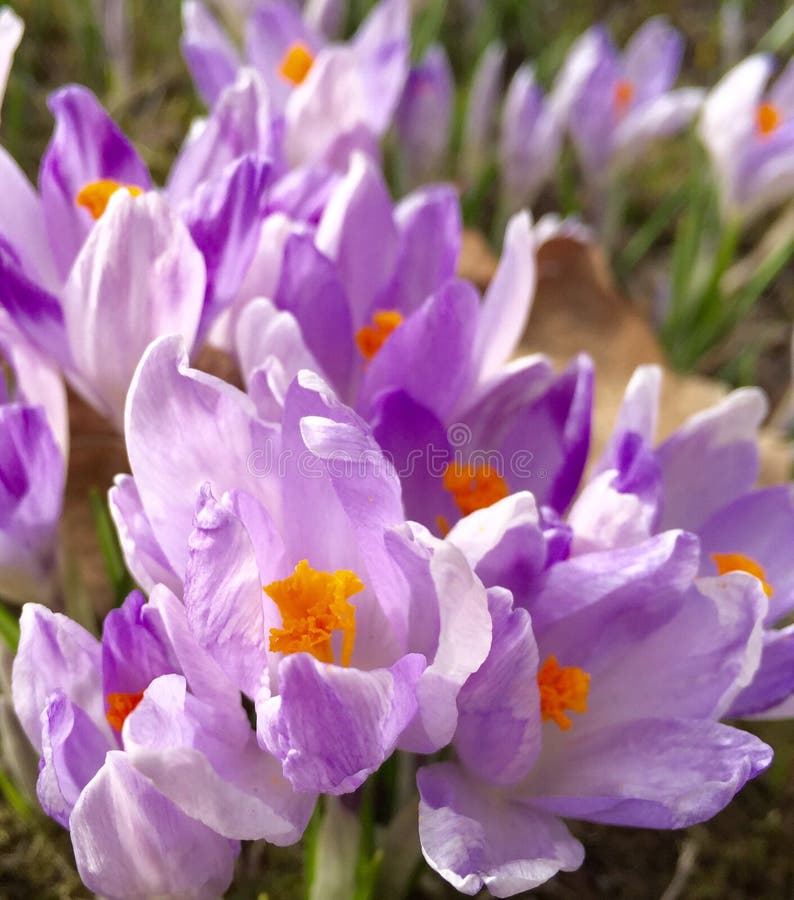 Spring colors. stock image. Image of april, colors, latvia - 70065297