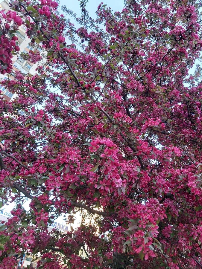 Spring Colors Blossom Flowers Stock Image - Image of produce, blossom ...