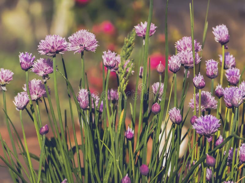 Spring Colors from Chives Garden Stock Image - Image of ingredient ...