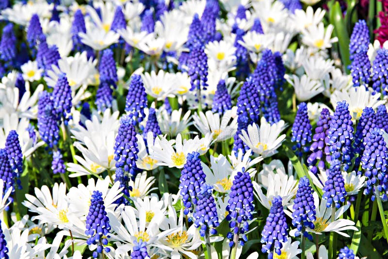 Spring colors stock image. Image of plant, culture, hyacinth - 30694305
