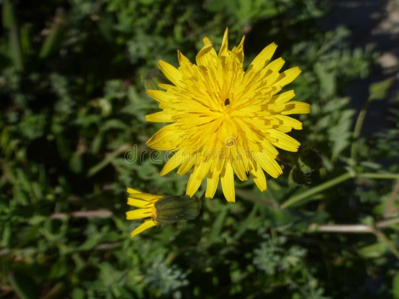 Spring colors stock image. Image of leaves, beautiful - 116822231