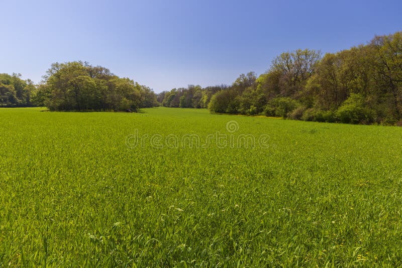 Spring Colors in the Forest Stock Photo - Image of environment, grass ...