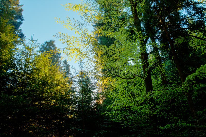 Spring stock image. Image of environment, plants, beautiful - 43041511