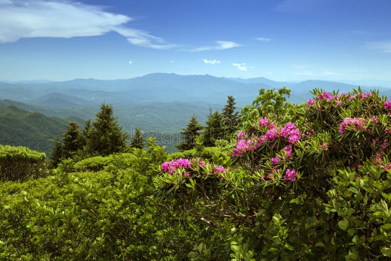 Spring Colors in the Roan Highlands Stock Image - Image of tranquility ...