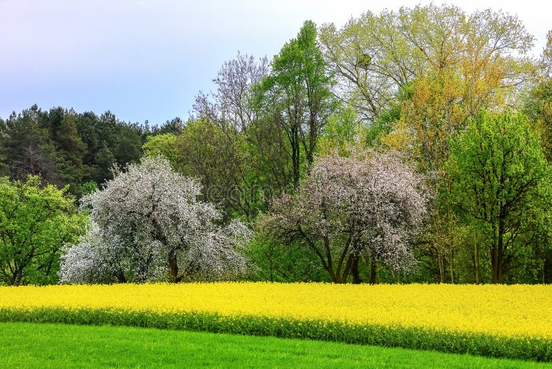 Spring stock photo. Image of field, masuria, rapeseed - 139436844