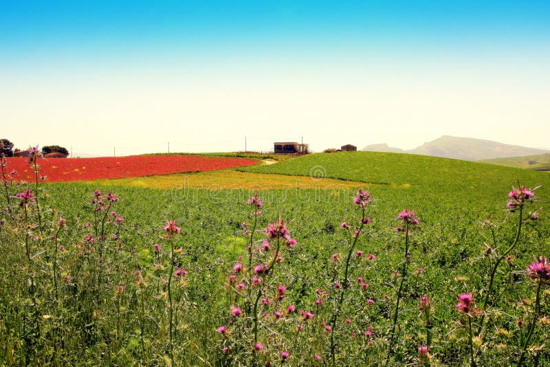 Spring Colors, Wild Country Flowers Fields, Italy Stock Image - Image ...