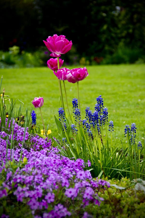 Spring Colour stock image. Image of spring, flowers, petals - 16876345