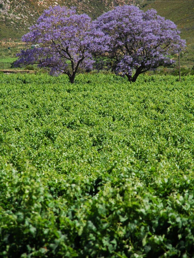 Spring colours stock image. Image of vineyard, green, garden - 1765809