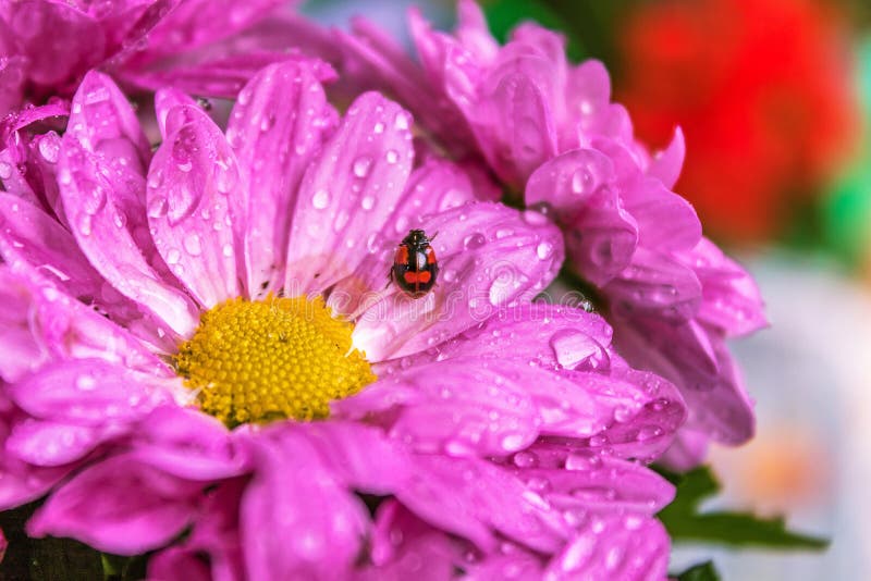 Spring Colours and Drops in the Garden Stock Photo - Image of nature ...