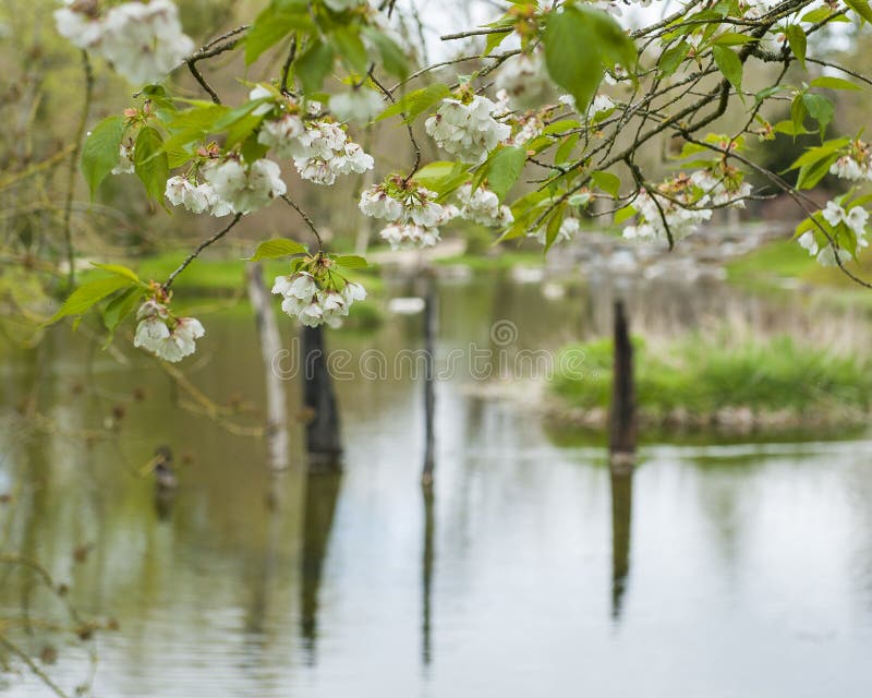 Spring colours stock image. Image of color, colors, flowers - 31133209