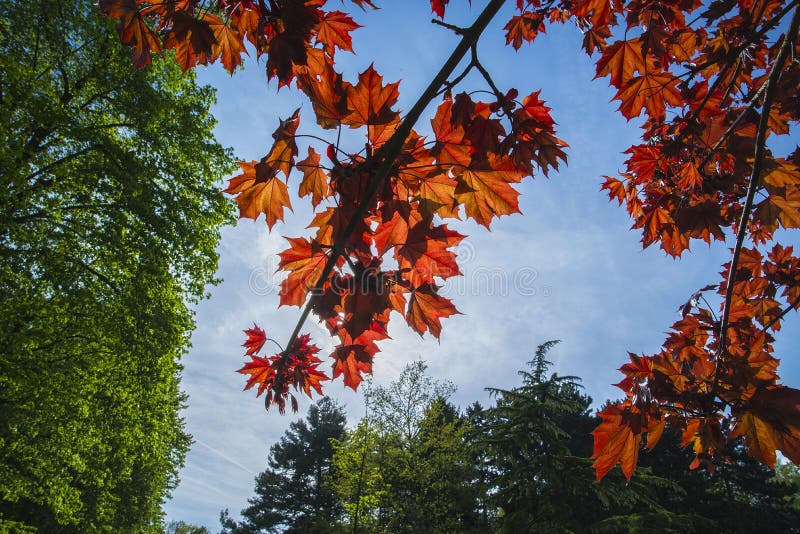 Spring Colours stock photo. Image of green, colours, leaves - 66378196