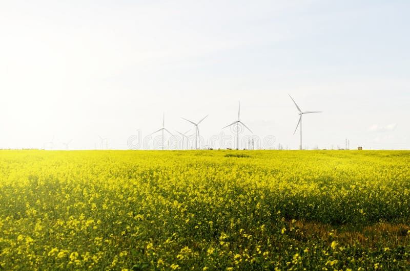 Spring Colza Landscape stock image. Image of countryside - 40274437