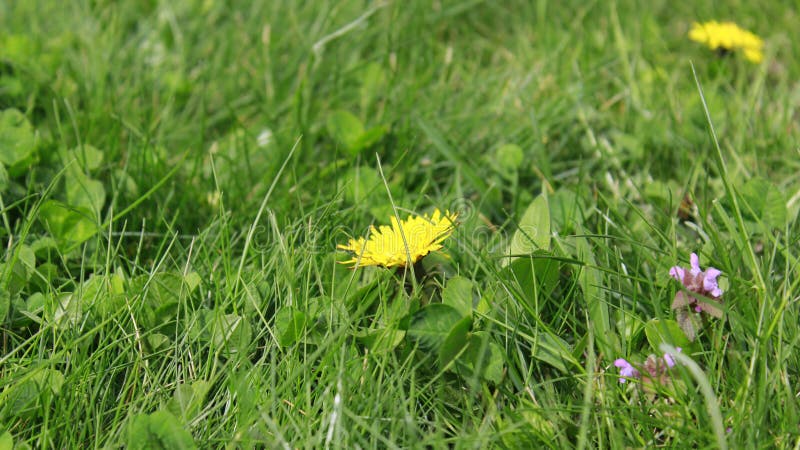 Spring come back! stock photo. Image of outdoor, floral - 12997214