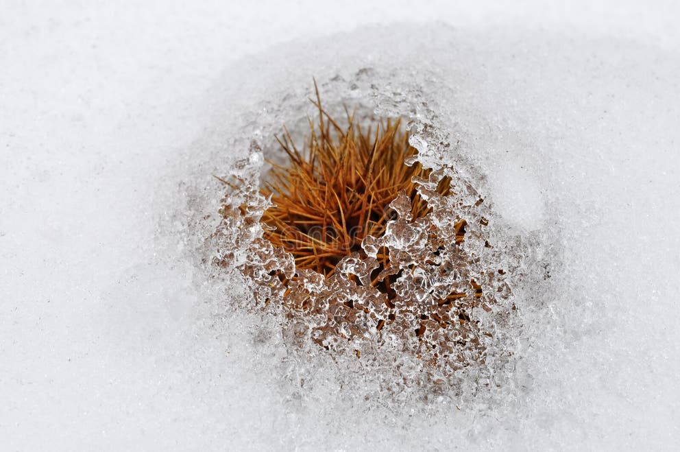 Spring come back stock image. Image of seasonal, chestnut - 17739137