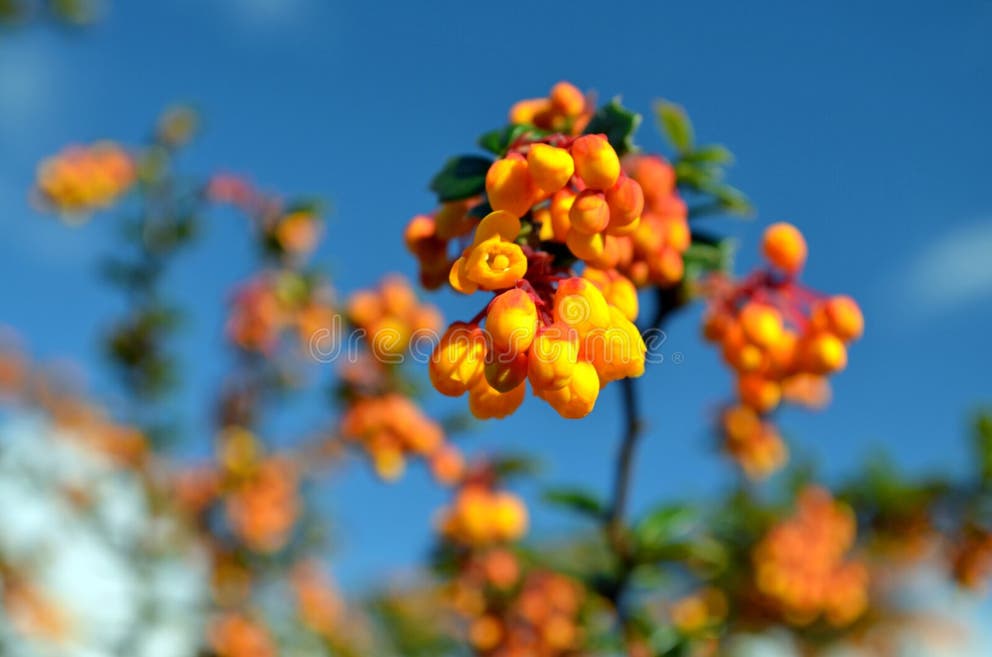 Spring come back! Blossom. stock image. Image of gentle - 39916505