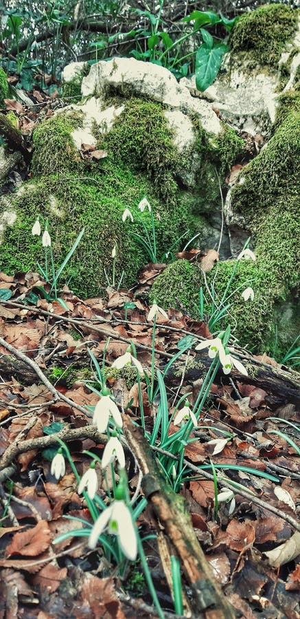 Spring come back! stock photo. Image of outdoor, floral - 12997214