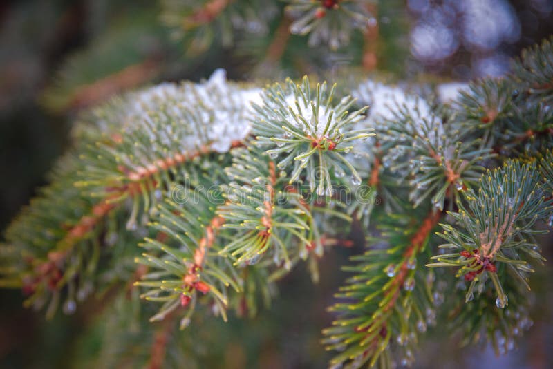 Branch of a Coniferous Tree Macro Stock Image - Image of natural ...