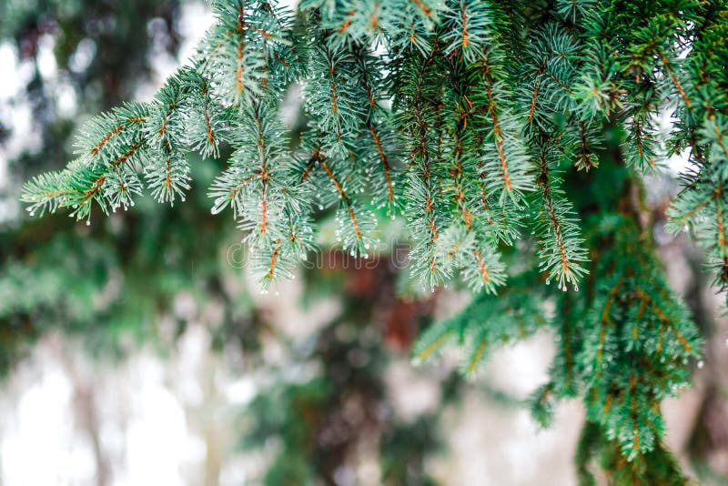 Branch of a Coniferous Tree Macro Stock Image - Image of green, nature ...