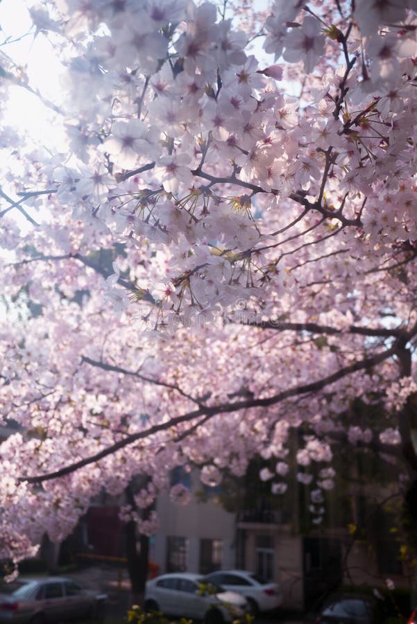 When Spring Comes, Cherry Blossoms are Blooming Stock Photo - Image of ...