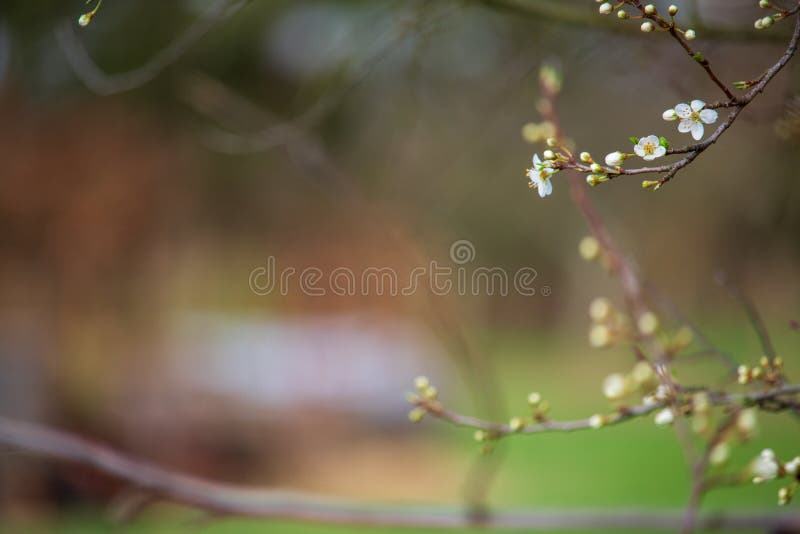 Spring Comes, the First Flowers and Buds Appear Stock Image - Image of ...
