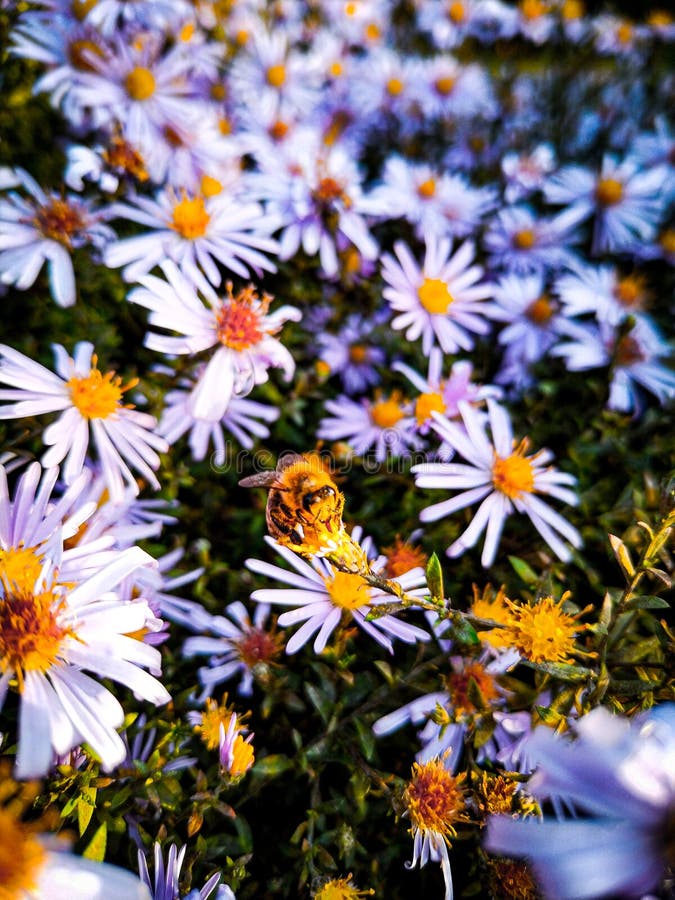 When the Spring Comes, Nature Provides Us All the Necessary Ingredients ...