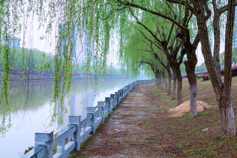 Lakeside Willow Tree Platoon Stock Photo - Image of park, days: 113146470